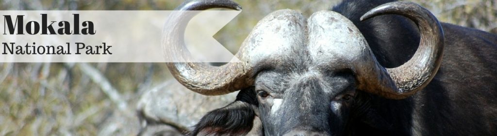 Mokala National Park - National Parks Guy