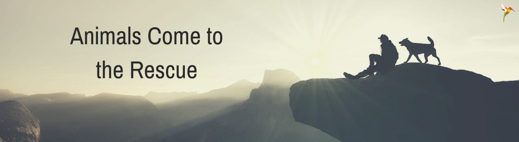 Animals Come to the Rescue - National Parks Guy